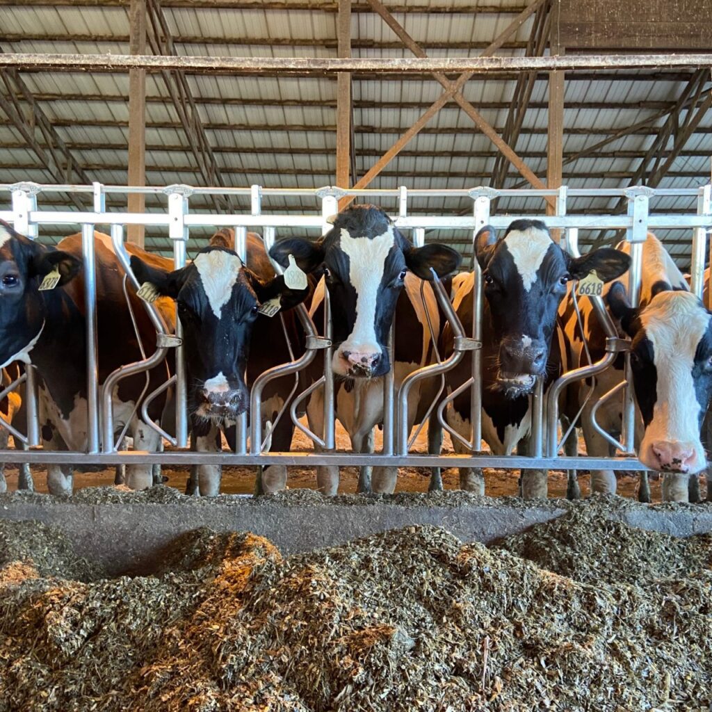 Agromatic Cattle Headlocks For Sale | Wisconsin Distributor